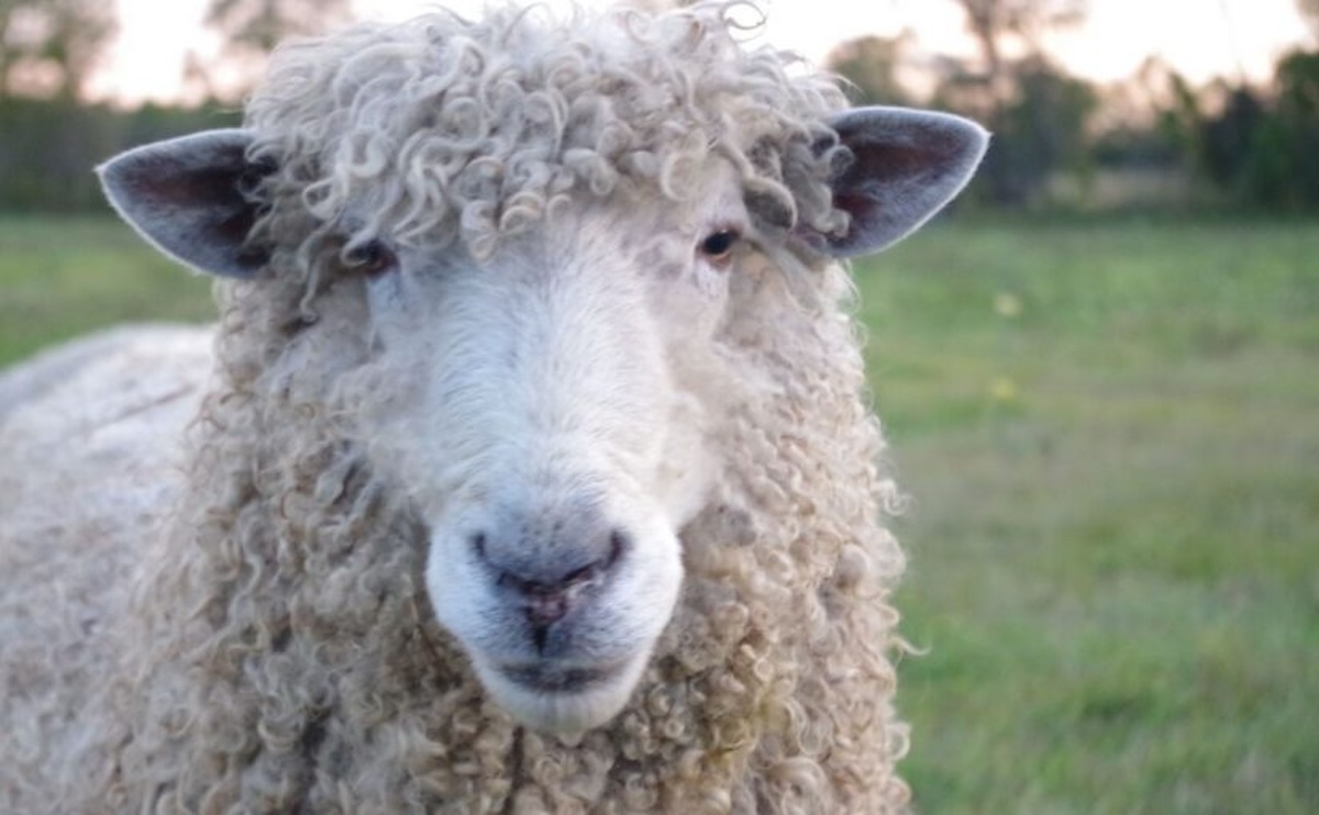 The Lincoln Longwool Sheep - Countryside